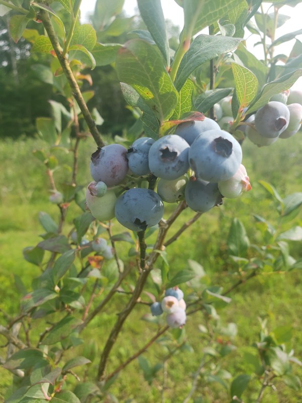 About – a sustainable, hyperlocal small farm